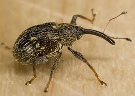 BARRENILLO DEL CHILE | PLM