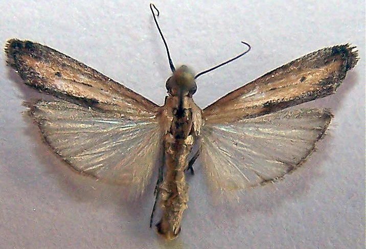 GUSANO SALTARIN | PLM