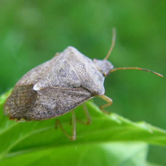CONCHUELA CAFÉ | PLM