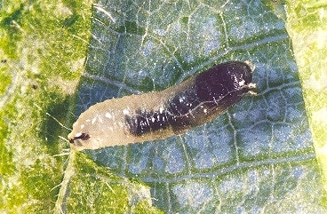 MOSCA MINADORA | PLM